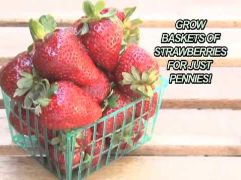 Climbing Strawberries - YouTube