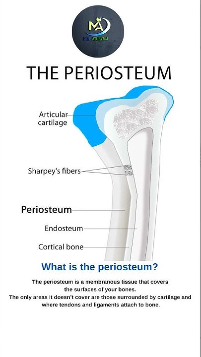PERIOSTEUM BONE l Bone Architecture l Bone Anatomy - YouTube