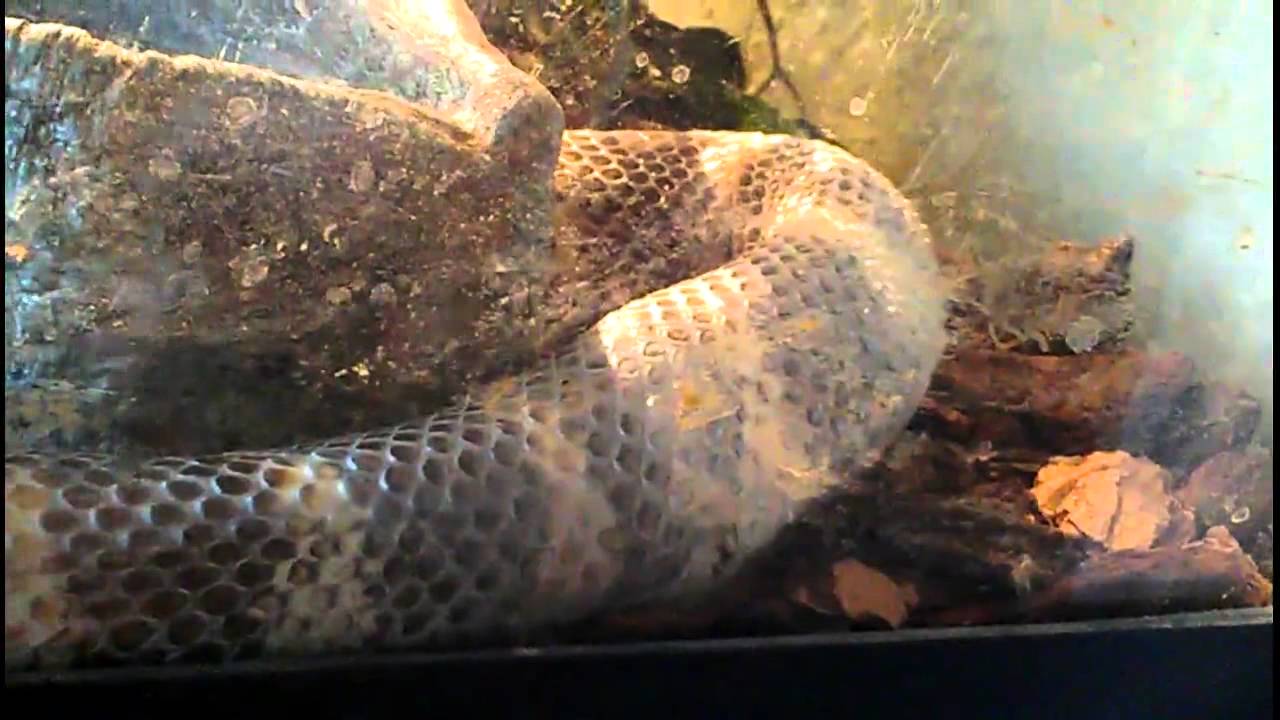 Mambo. 12 year old California King Snake shedding his skin - YouTube
