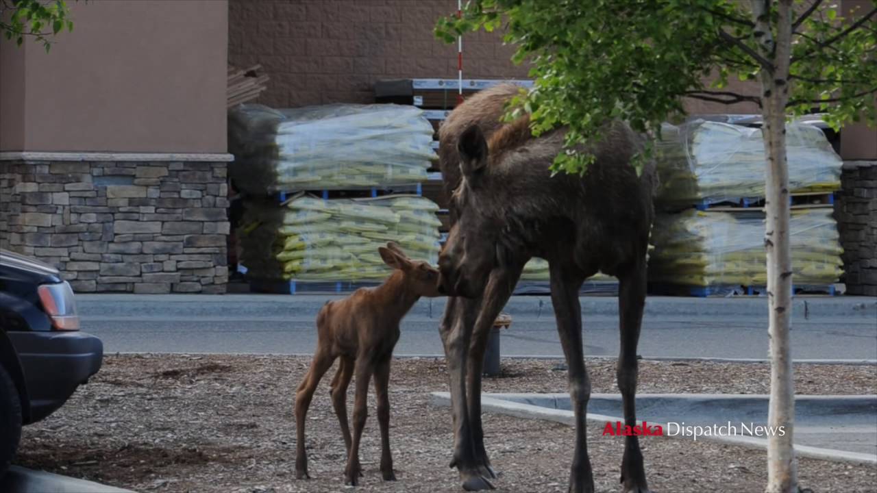 Urban Baby Moose - YouTube