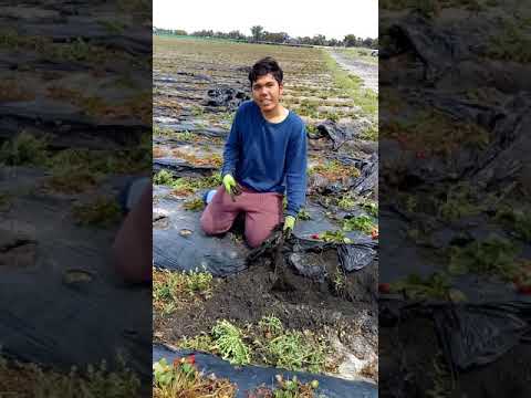 hiburan semata mata