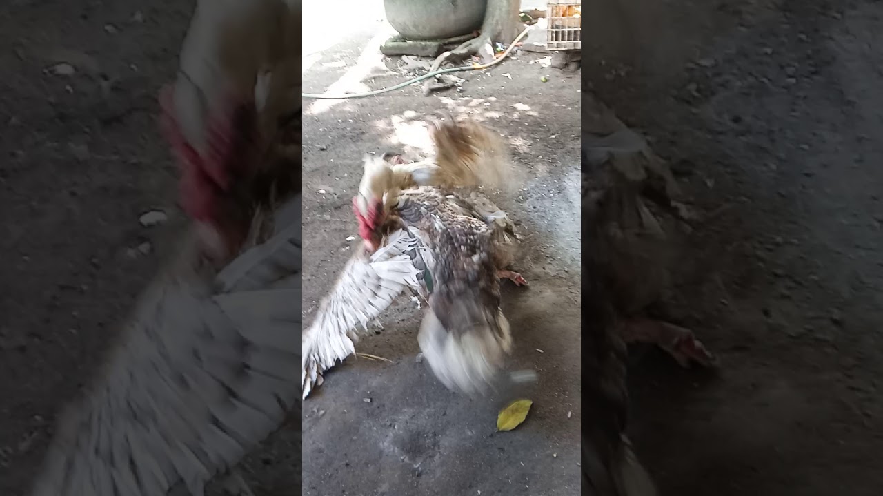 Amazing duck fight brutal fight - YouTube