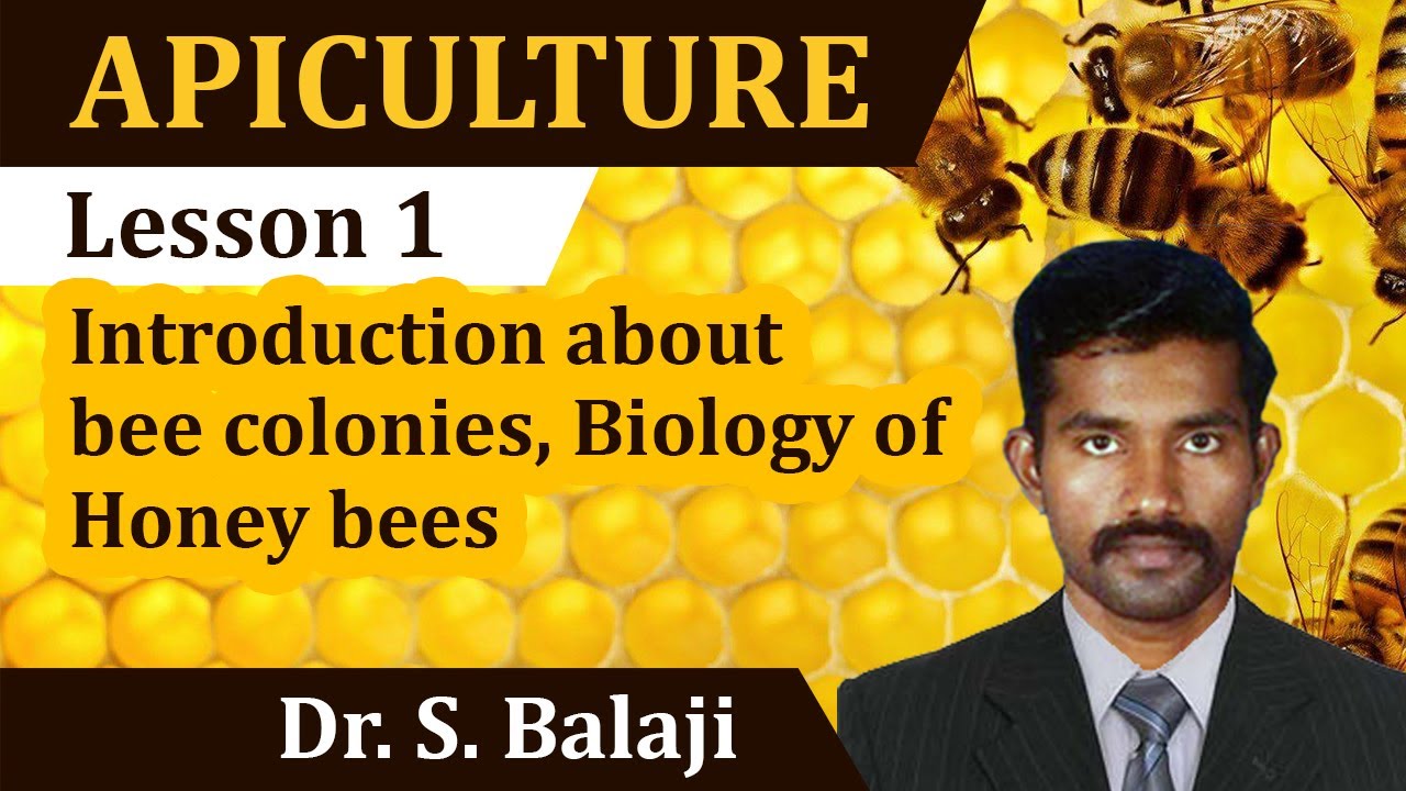 Lesson 1 - Introduction about bee colonies, Biology of Honey bees ...