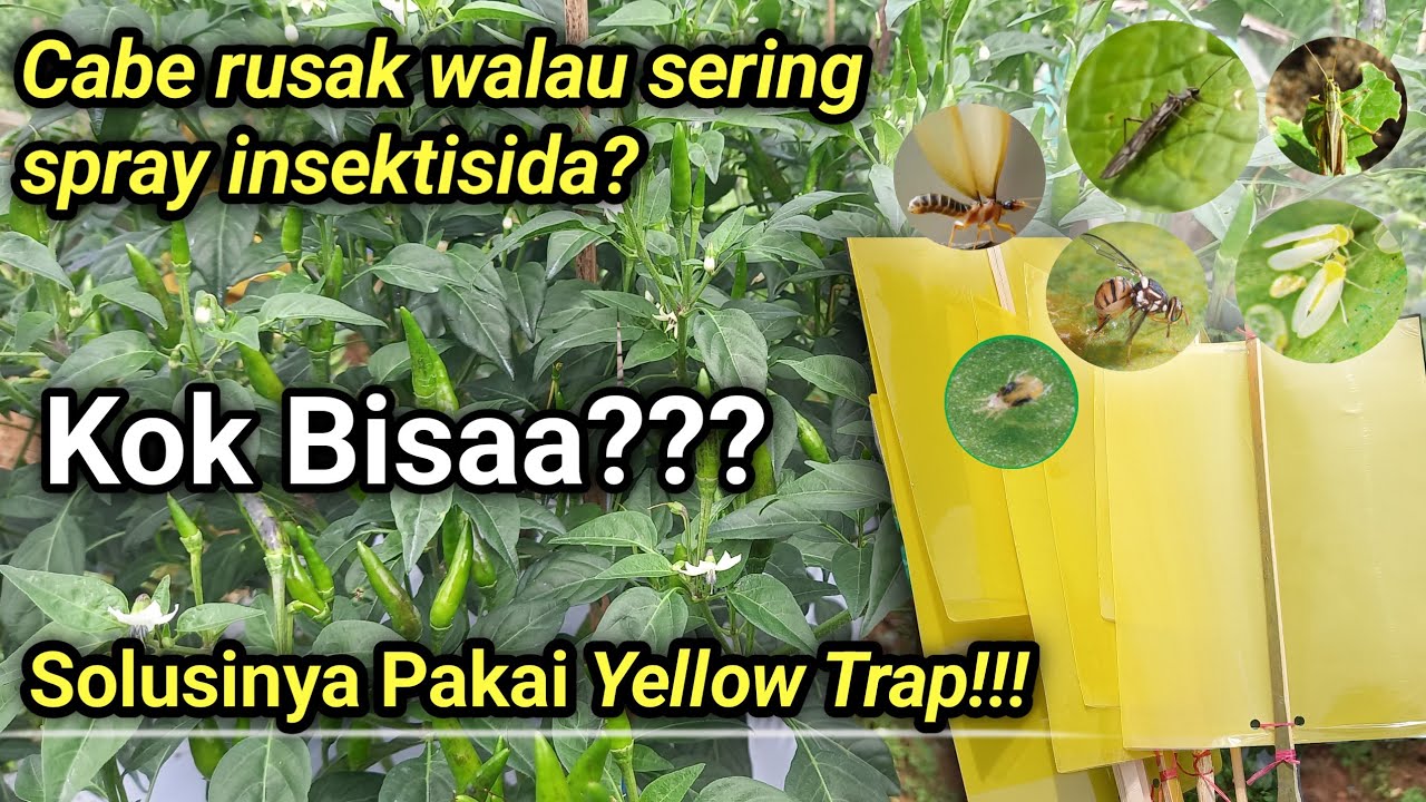 Perangkap Kuning (Yellow Trap) untuk mengatasi serangan hama pada ...