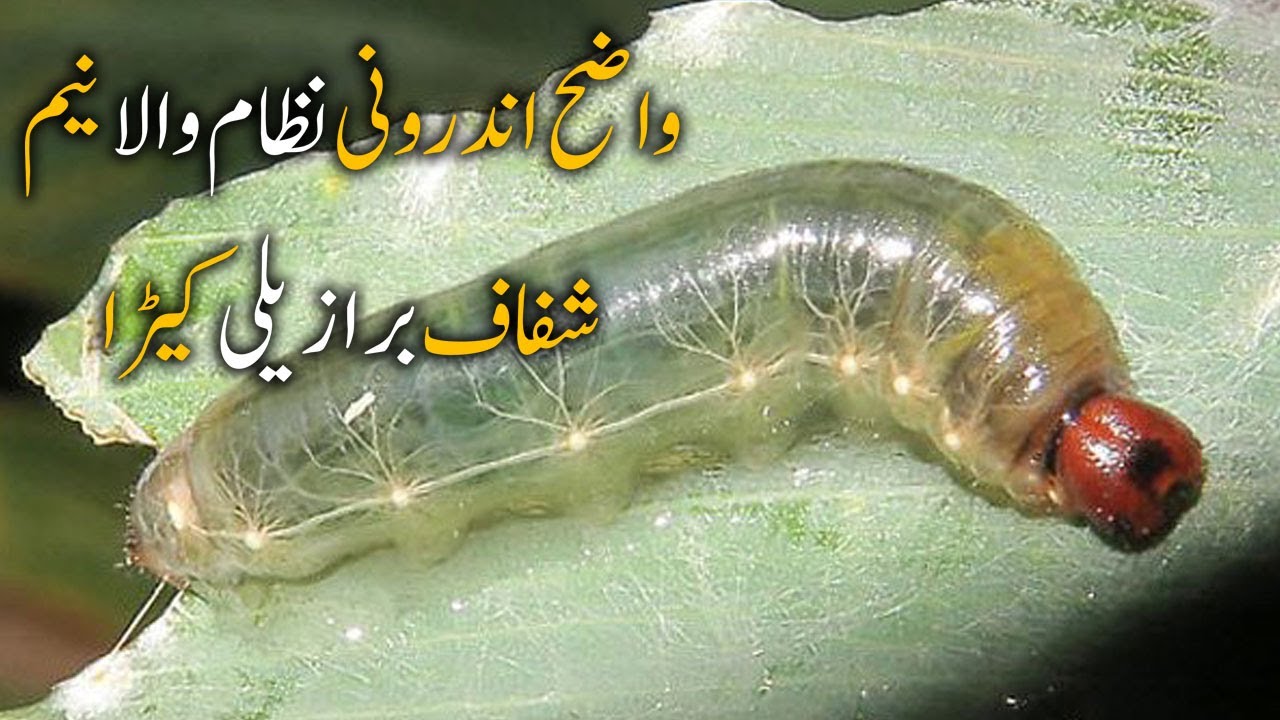 Semi-transparent Brazilian worm with clear internal system - YouTube