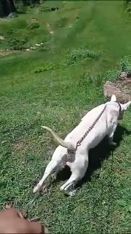Pakistani Gultair dog/ hunting dogs of Pakistan - YouTube