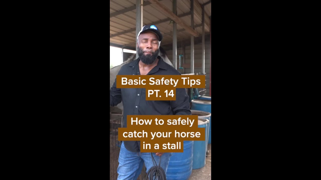How to Safely Catch Your Horse in a Stall - YouTube