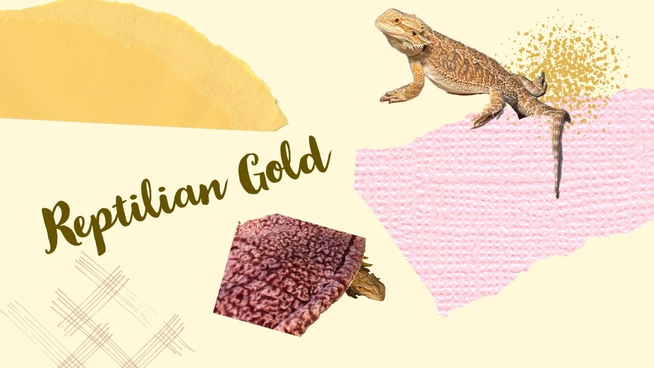 New Reptile Habitat - YouTube