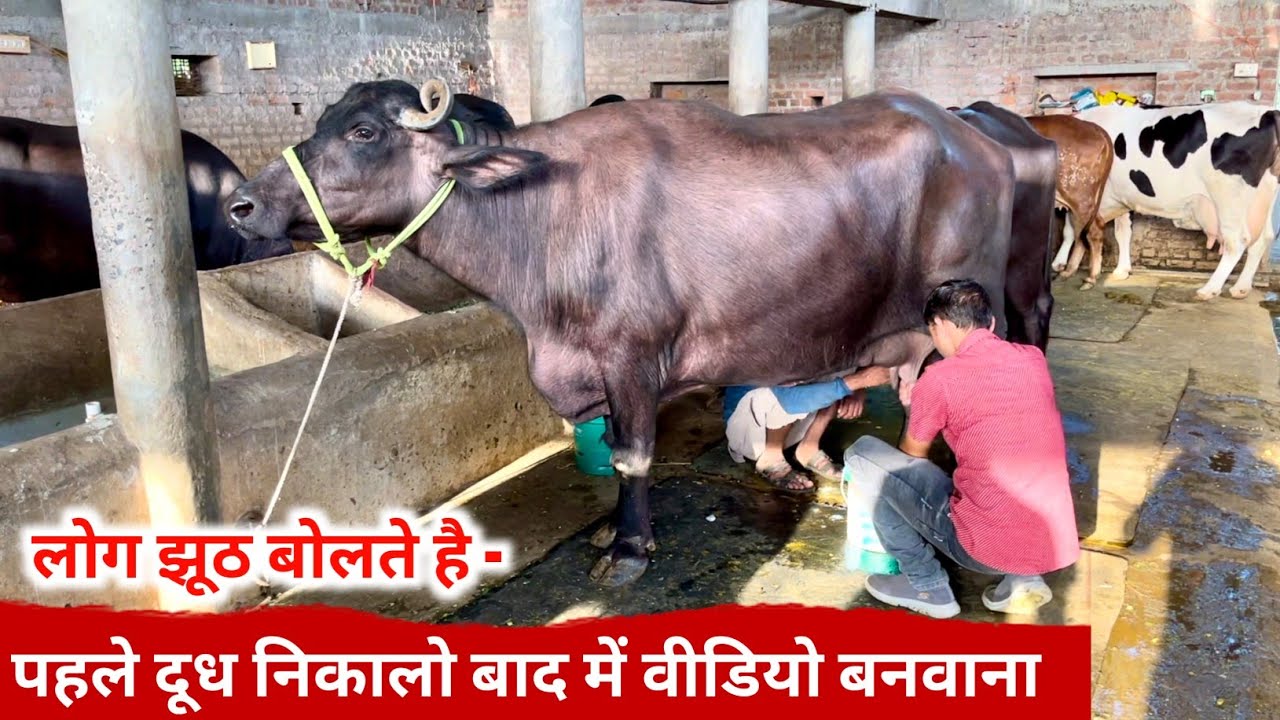 कितना दूध निकाला इस भैंस ने | 👍 Full Live Milking In Balaji Dairy Farm ...
