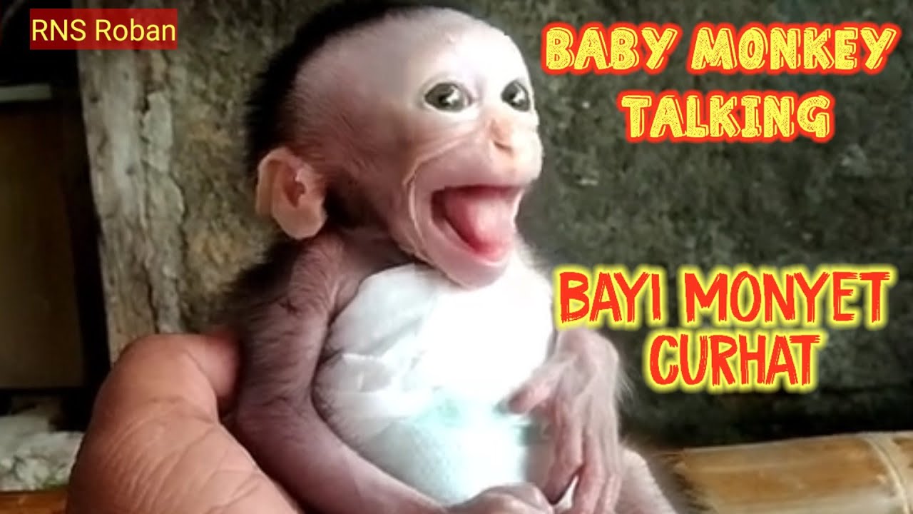 Baby monkey talking‼️#monkey #monyet #beruk #monpai #primate #primata # ...
