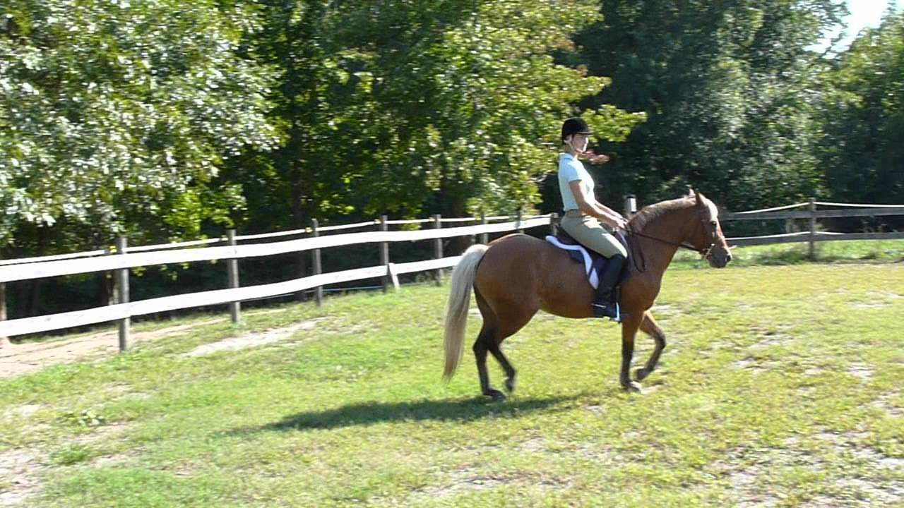Haflinger Cross Dressage Pony for Sale - YouTube