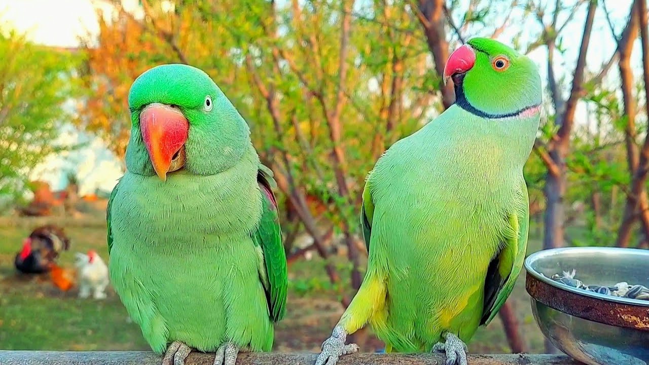 Talking Parrot Kissing Alexandrine Parrot - YouTube