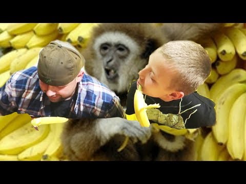 NO HANDS BANANA CHALLENGE