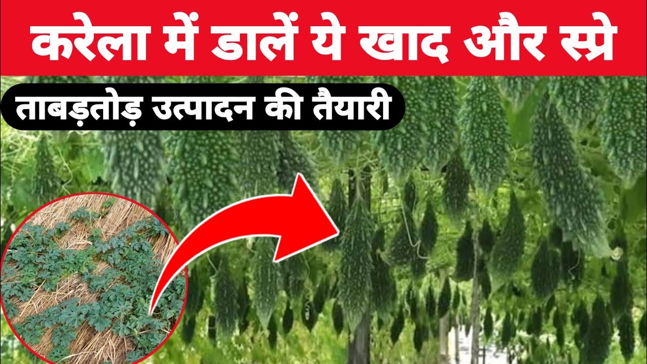 karela ki kheti | करेला में कौन सा खाद डालें | bittergourd farming ...