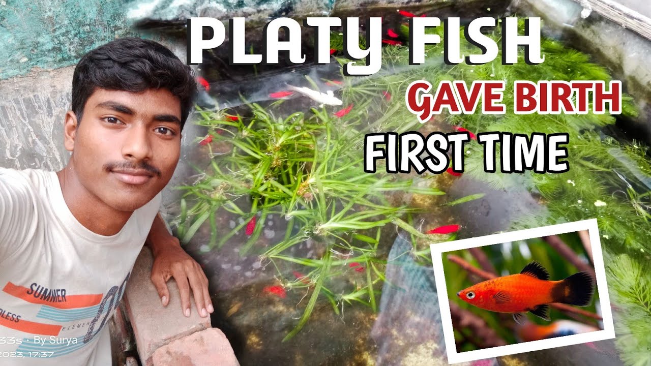My Platy fish gave birth first time many baby || Wag tail platy fish ...