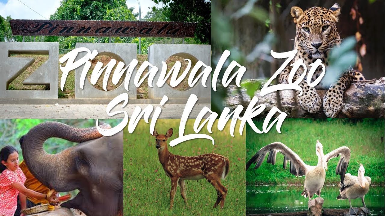 Pinnawala Zoo Sri Lanka - පින්නවල සත්වෝද්‍යානය - Travel Sri Lanka - Sl ...