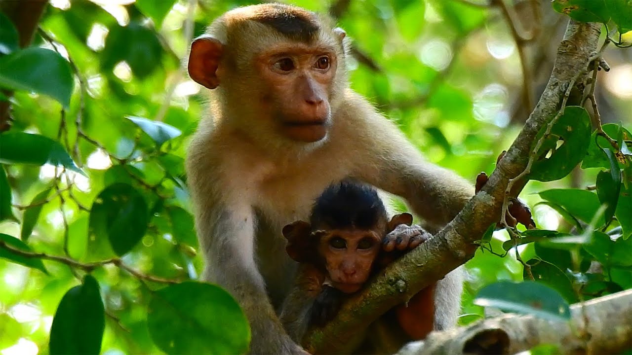 Monkey Rojo comforting & grooming baby Johnny on the tree - YouTube