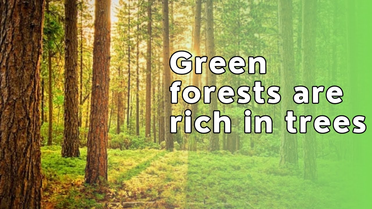 Green forests are rich in trees - YouTube