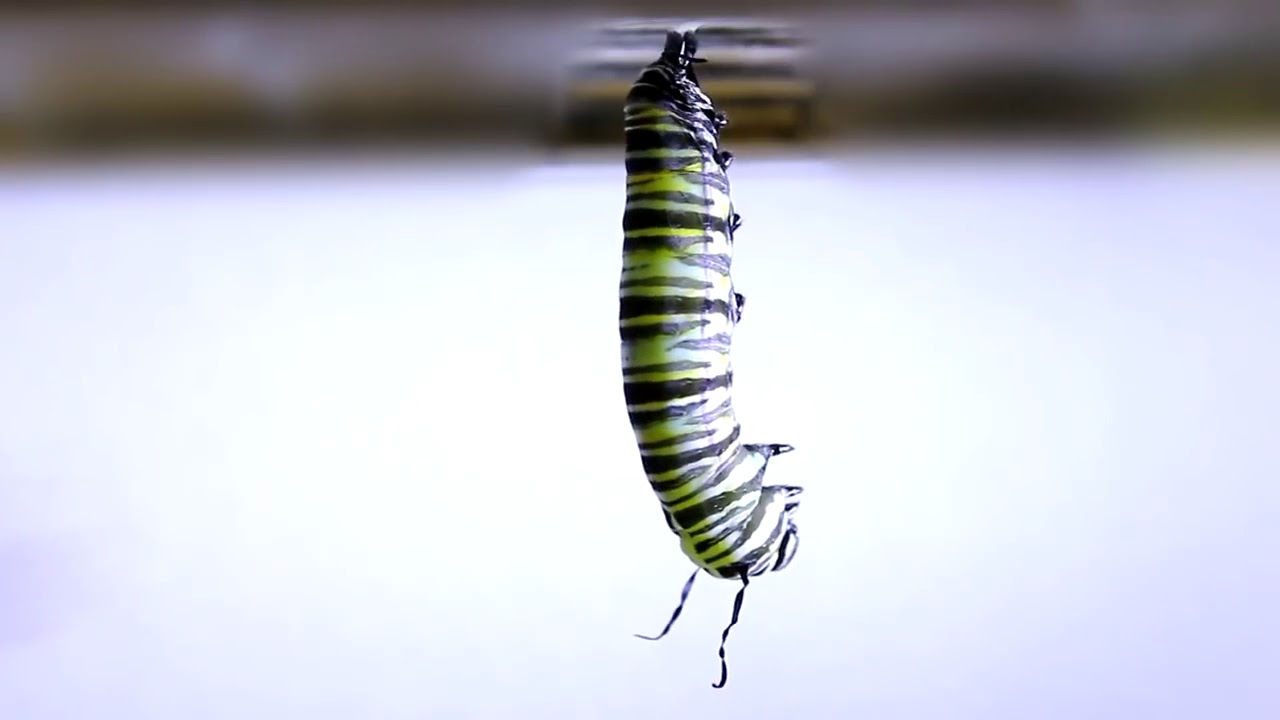 Metamorfosis mariposa crisálida - primaria naturales - YouTube