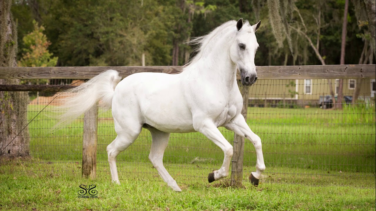 Spring Lane Ranch Paso Fino & Saddlebred Horses & rehabilitation - YouTube