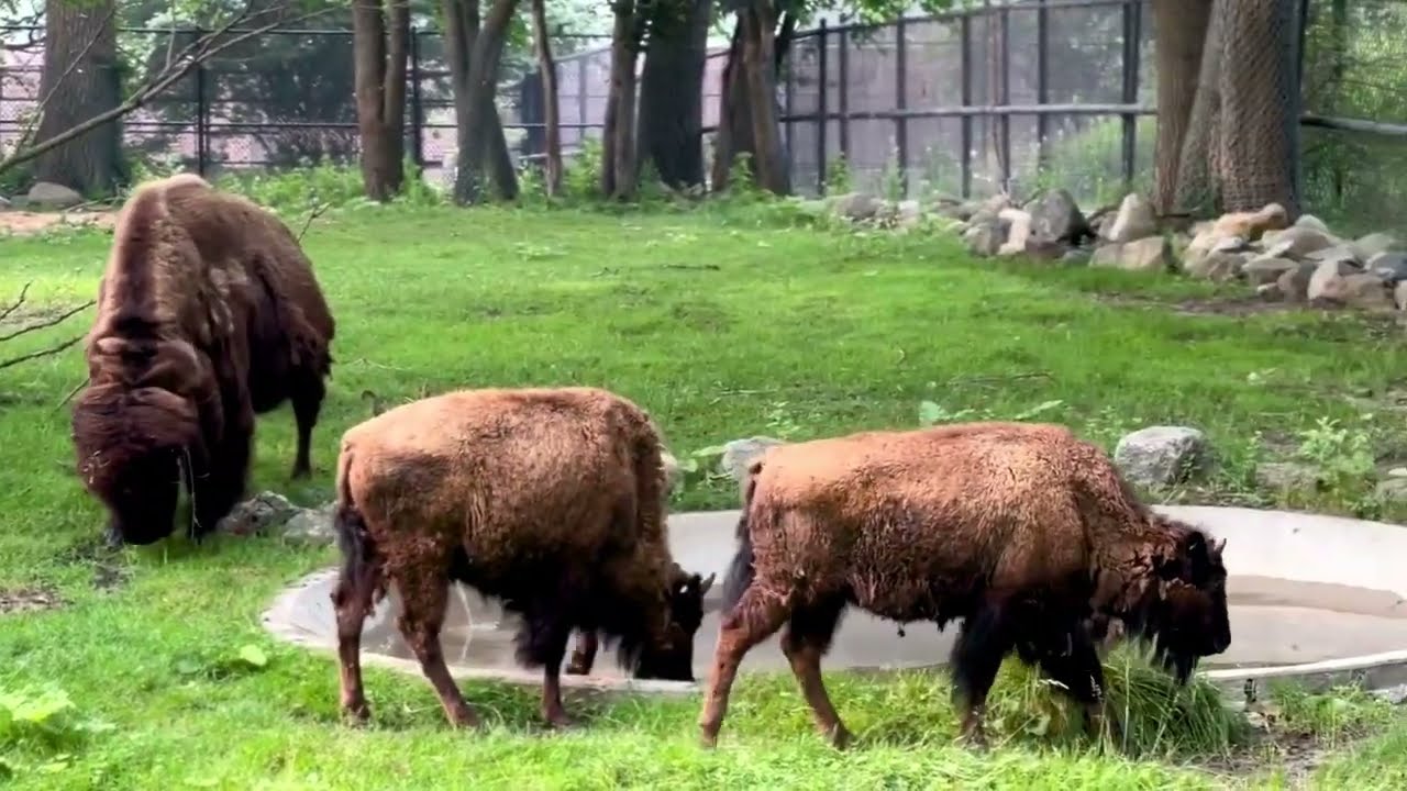 Zoo Bison