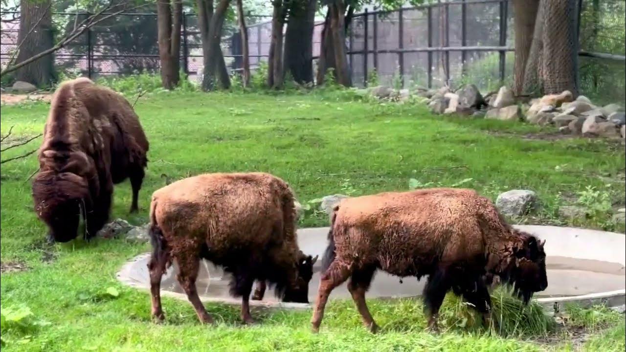 Detroit Zoo welcomes two new bison - YouTube