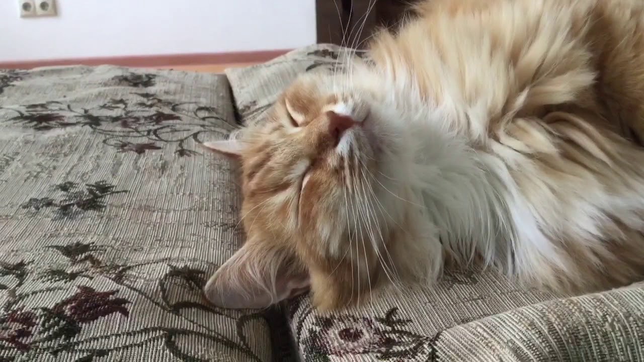 Waking up a Cat | Cute Animal World - YouTube
