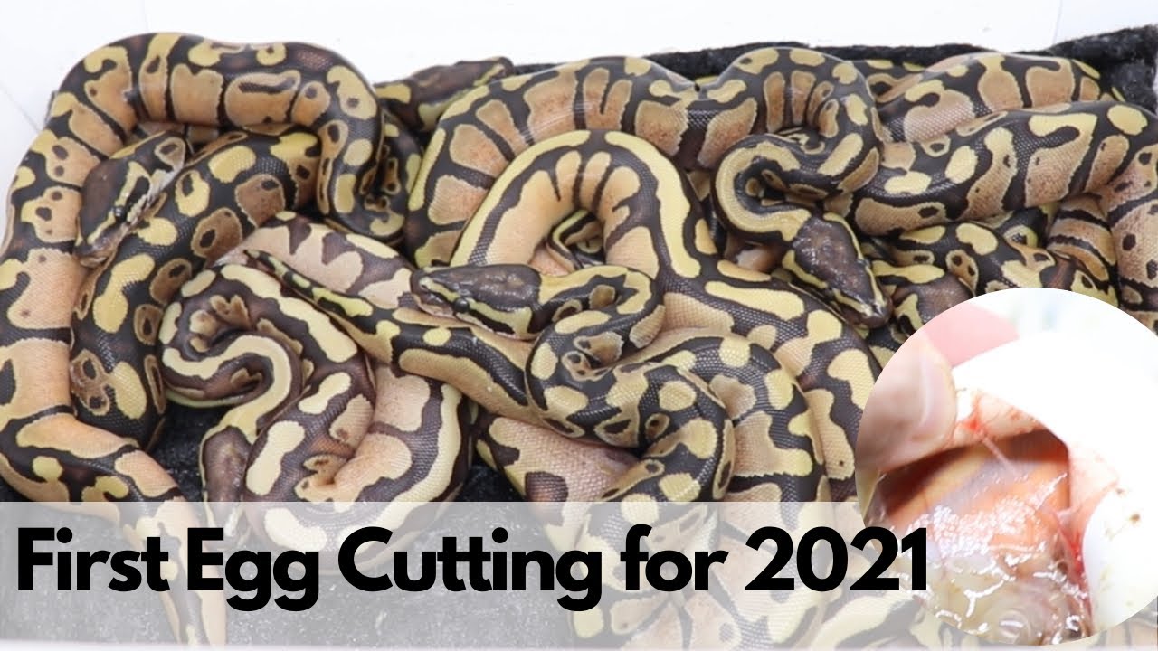 2021 HATCHING SEASON! What to do with baby Ball Pythons after hatching ...
