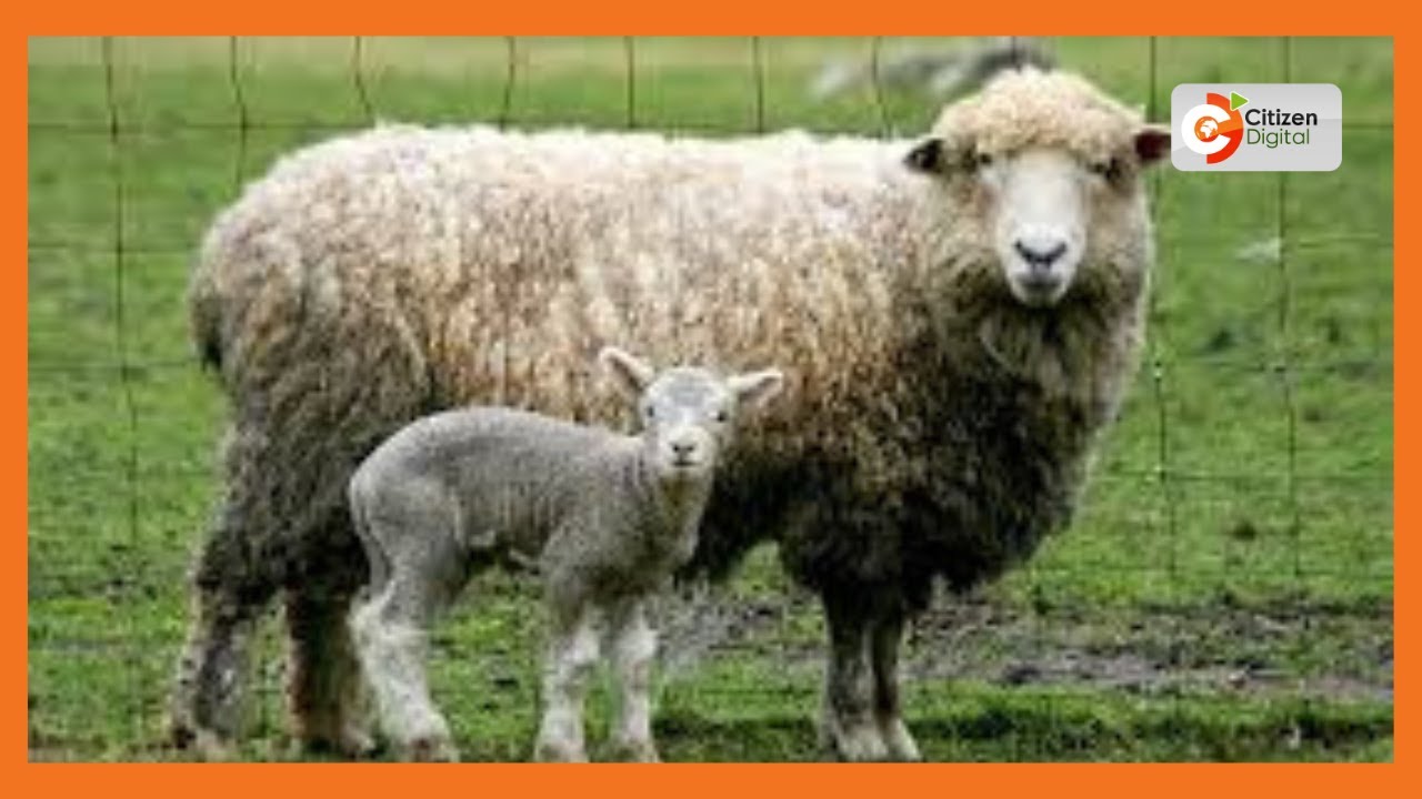 Kenya's Gold | Sheep Farming in Kenya - Gold Feature - YouTube