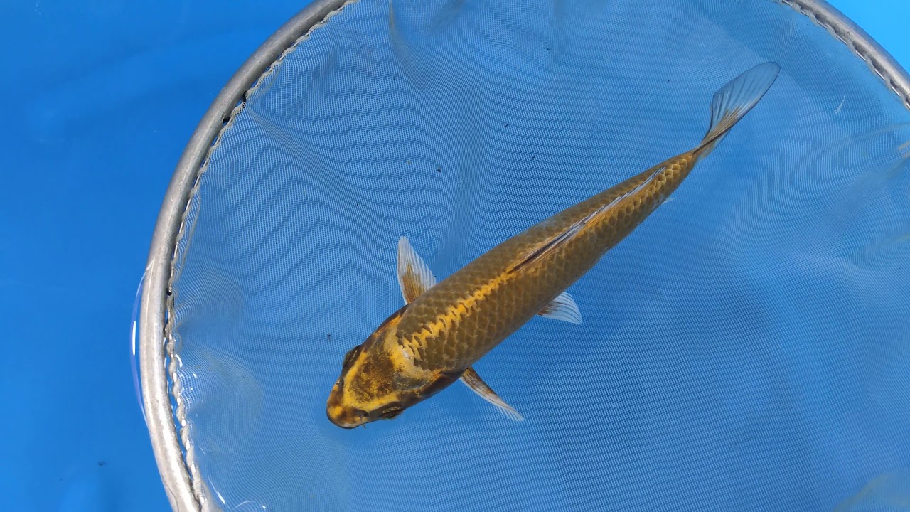 10546 Kin Kabuto Omosako Koi Farm - YouTube