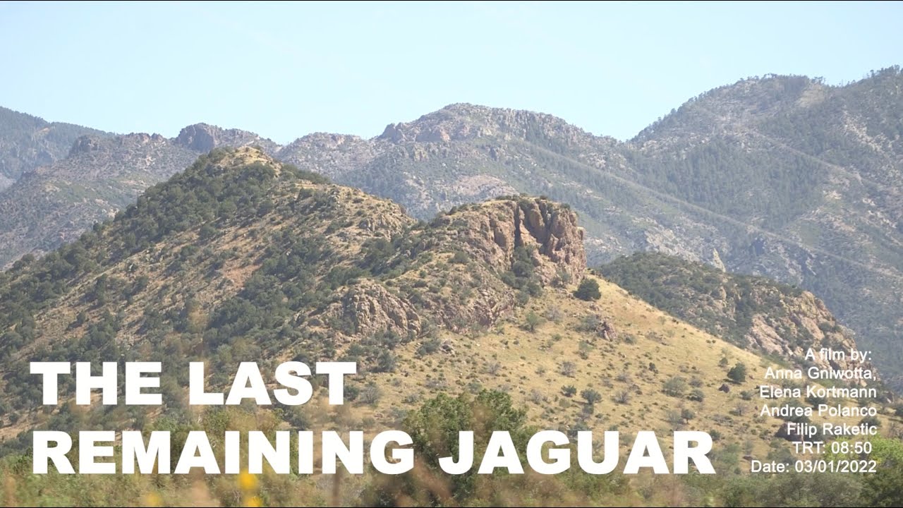 The Last Remaining Jaguar - YouTube
