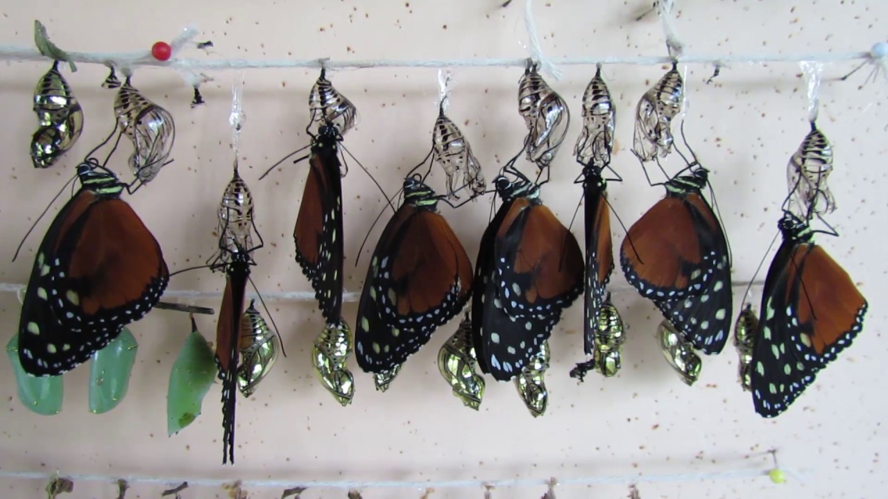 The Beauty of Butterfly Conservatory, El Castillo-Arenal - YouTube