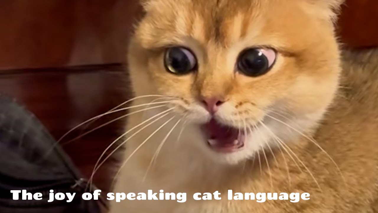 The joy of speaking cat language | Cat Story - YouTube