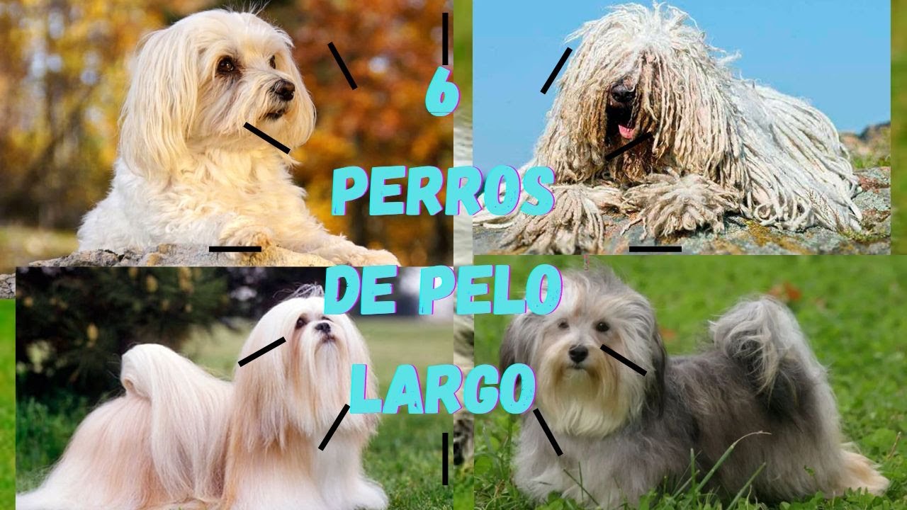 Razas De Perros Con Pelo Perros Con Pelo Largo: Las Razas Más