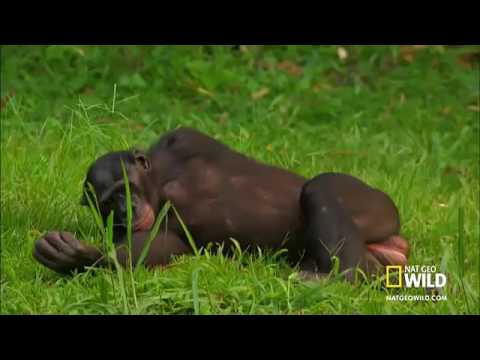 Orangutan ankara dublaj + 18 küfürlü bebeğim versene bi la