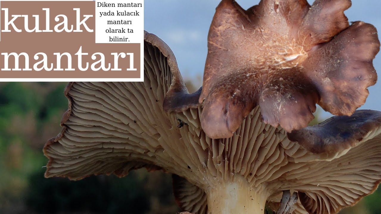 KULAK MANTARI (Pleurotus Eryngii) / Diken Mantarı - Kulacık Mantarı ...
