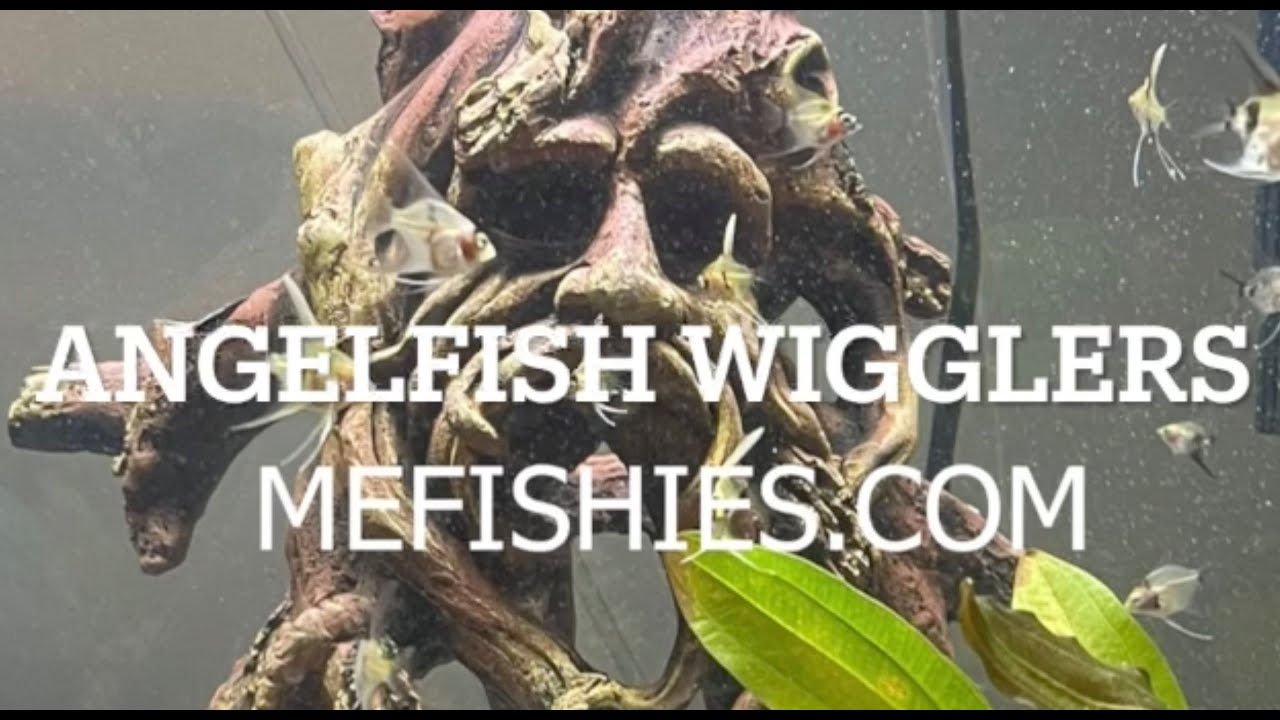 Angelfish Wigglers Hatching & Tips Day 3 - MEFISHES - YouTube
