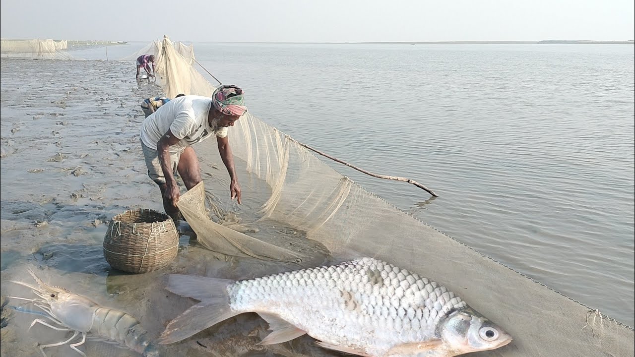 Big Shrimp & Puti Fishing 2023।। Amazing River side Fish Catching by ...