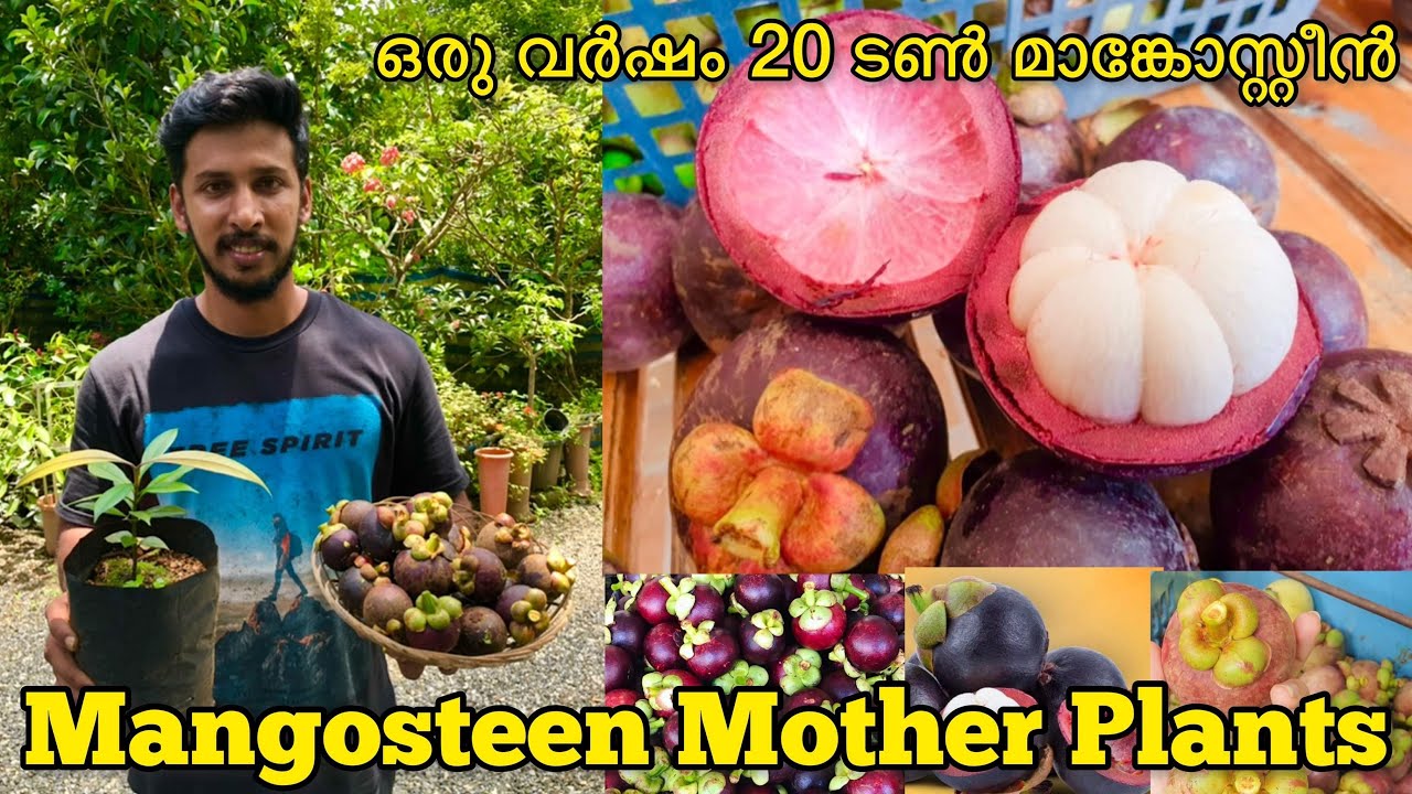 How to Grow Mangosteen Fruit at Home | Mangosteen Mother Plants ...