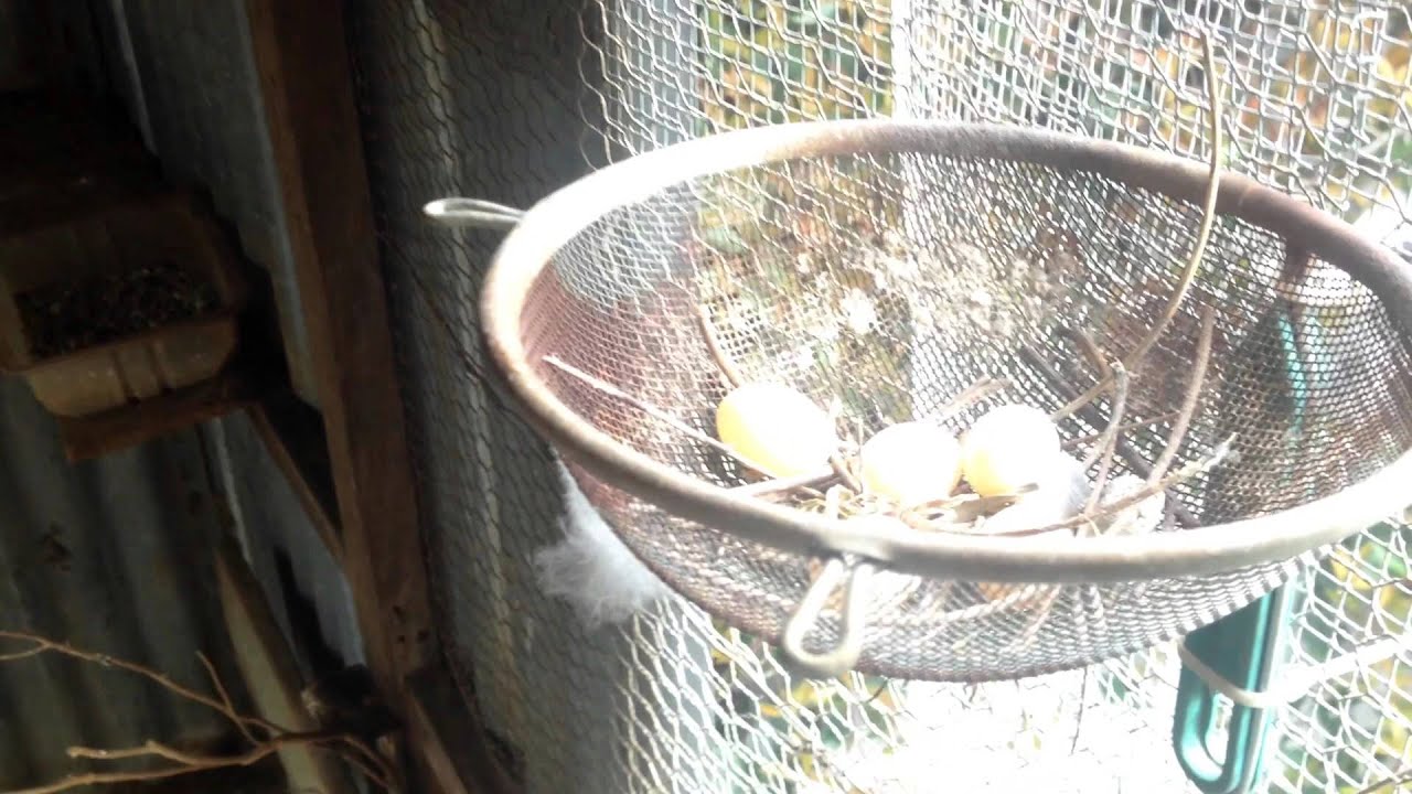 pied diamond dove breeding set up with female on 5 eggs - YouTube
