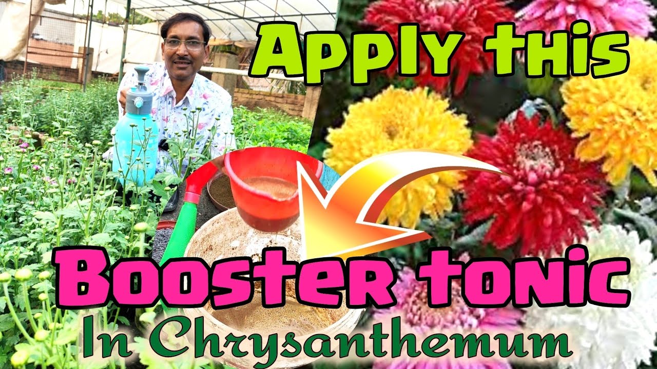 Apply this Homemade Booster tonic in Chrysanthemum and get enormous ...