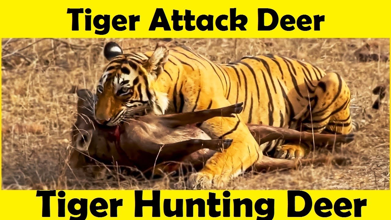 Tiger Hunting Deer. Tiger Attack Deer. - YouTube