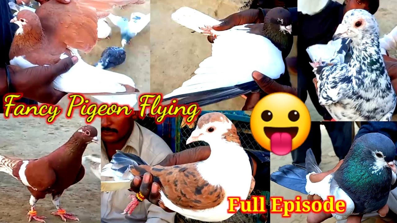 Fancy Pigeons Flying Full Episode @Amber Loft TV - YouTube
