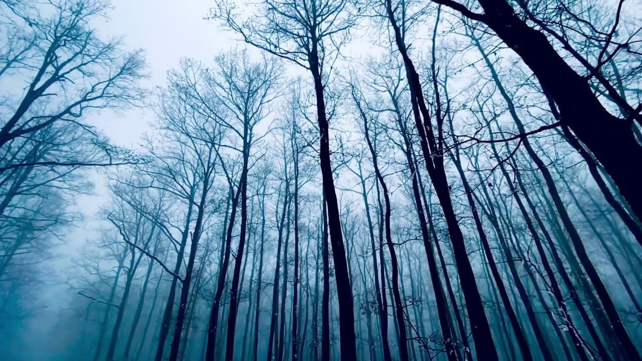 Creepy Forest in Twilight - Suspance horror forest horror FREE SOUND ...