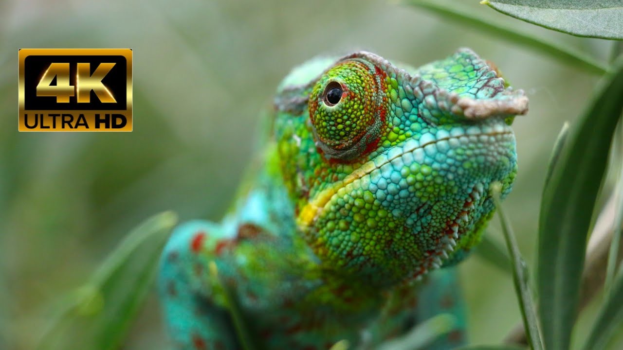 4K Wallpapers 60FPS | 4K VIDEOS | 4K Videos Ultra HD | 4K UHD ★20 - YouTube