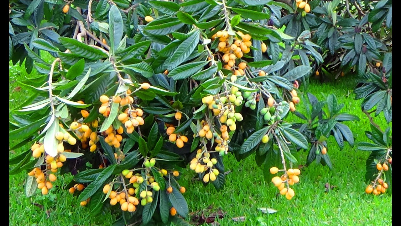 Plum Loco April 2016 - YouTube