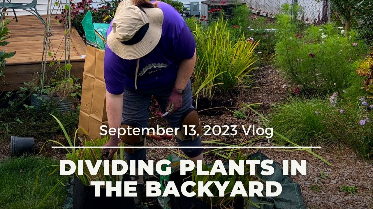 Dividing Plants in the Backyard - YouTube