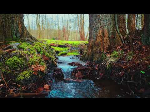 Relaxing Music With Nature Green - Stress Relief - Relaxation, Sleep, Work, Study and Yoga.