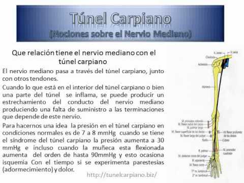 Anatomía del Nervio Mediano - YouTube