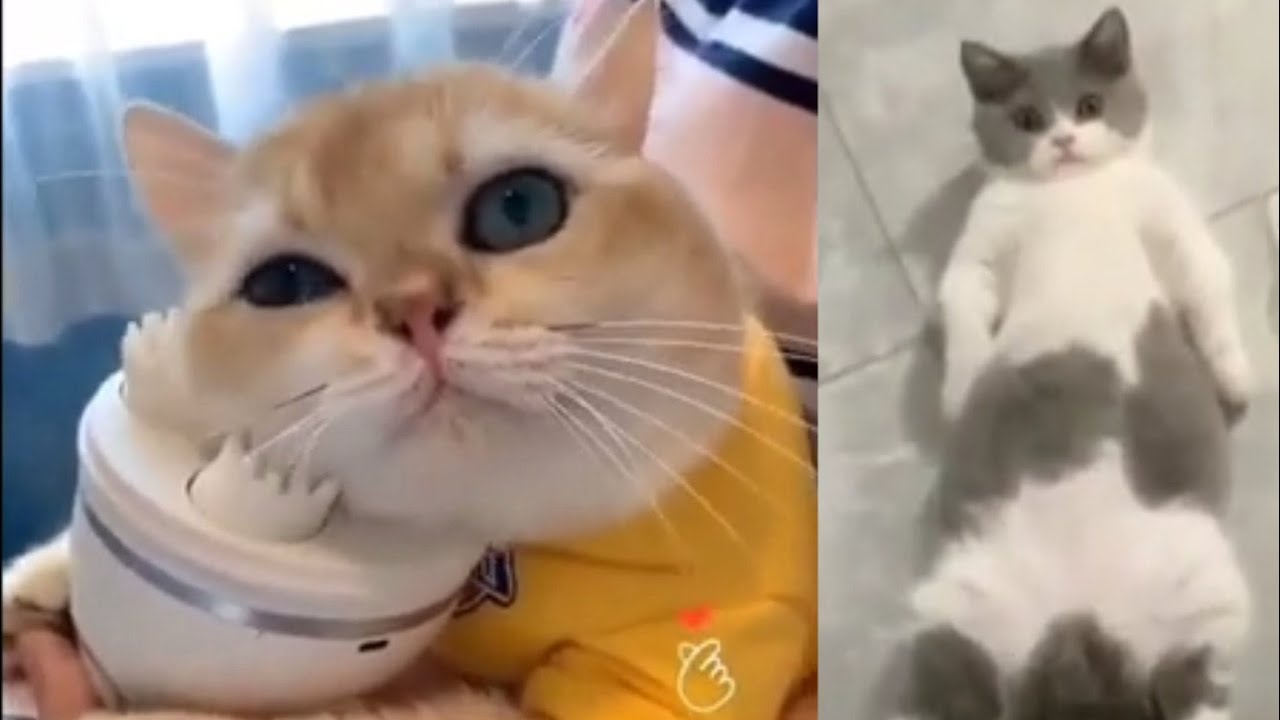 Si Meong Kucing Lucu (Bikin Gemes)#06 || Funny Cats And Kittens Meowing ...